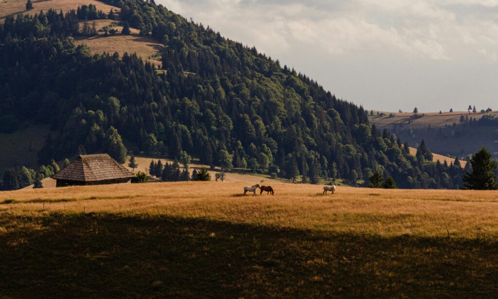 LCA Examples: A Practical Guide to Life Cycle Assessment - Ecochain LCA ...